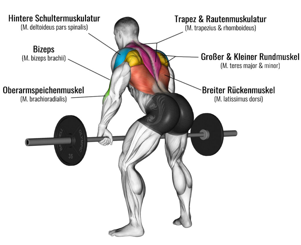 Langhantelrudern – richtige Ausführung der Rückenübung + Bilder